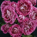 Five prize rose packages to be won - All Together Now